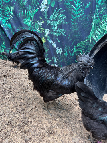 Roosters | Black Magic Chickens