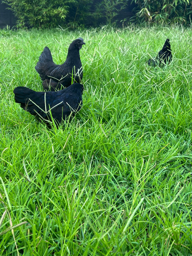 Pullets | Black Magic Chickens
