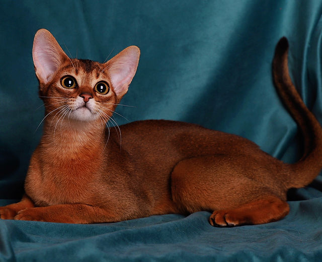 cinnamon abyssinian