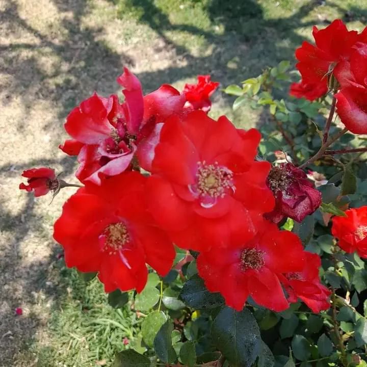 Archivos Multimedias | Angiospermas Dicotil