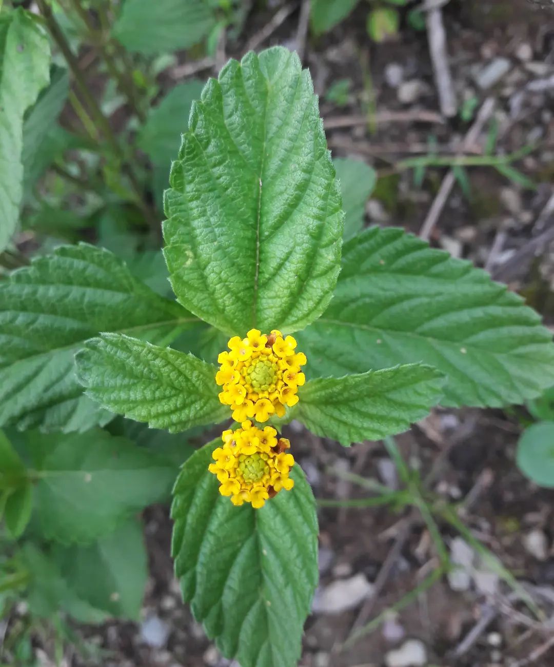 Archivos Multimedias | Angiospermas Dicotil