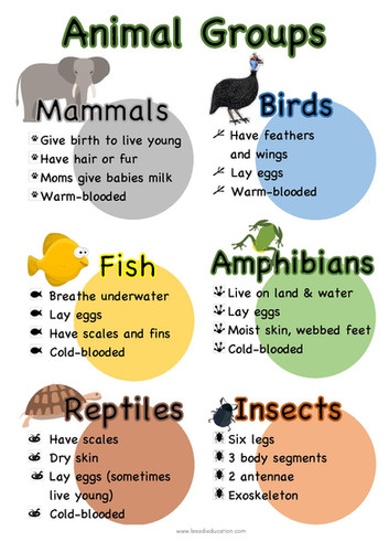 Animal Groups Poster (A3) | Lesedi Education