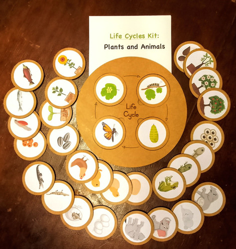 Life Cycles Board Kit | Lesedi Education