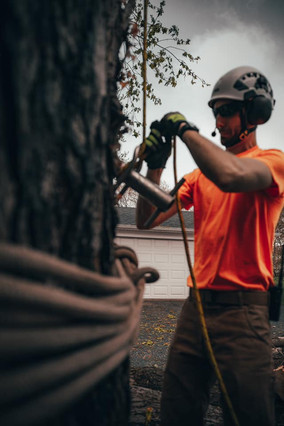 Home | Bedwell Tree Service