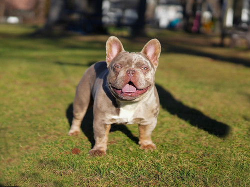 Payday Isabella Merle Fluffy Carrier | My Site