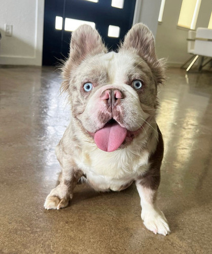 Charmin Isabella Merle Fluffy Stud | Fluffy Haus French Bulldogs