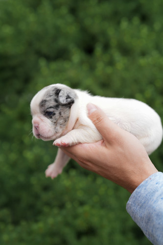 PINK, ROJO, FLUFFY, & MERLE | Fluffy Haus French Bulldogs