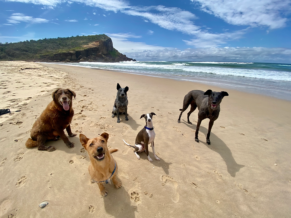 Isabel | Mobile vet | Port Macquarie