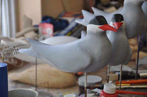 Arctic Tern Decoys | Duck Trap Decoys