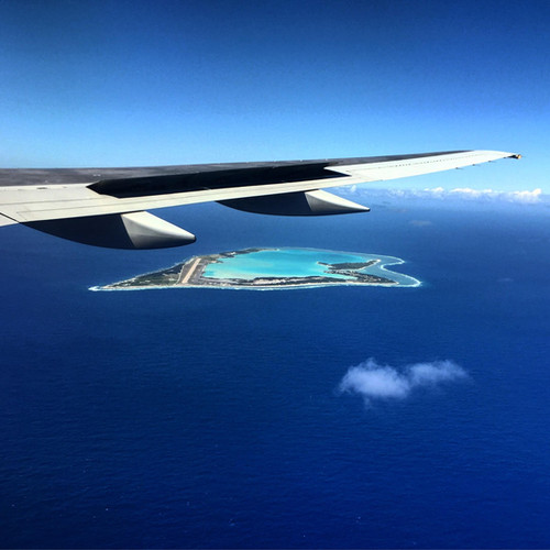 Sooty Tern Decoy | Duck Trap Decoys