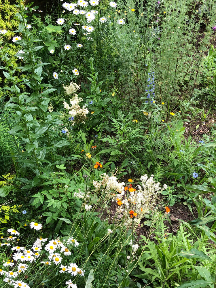 Create your Own Wild Flower Patch