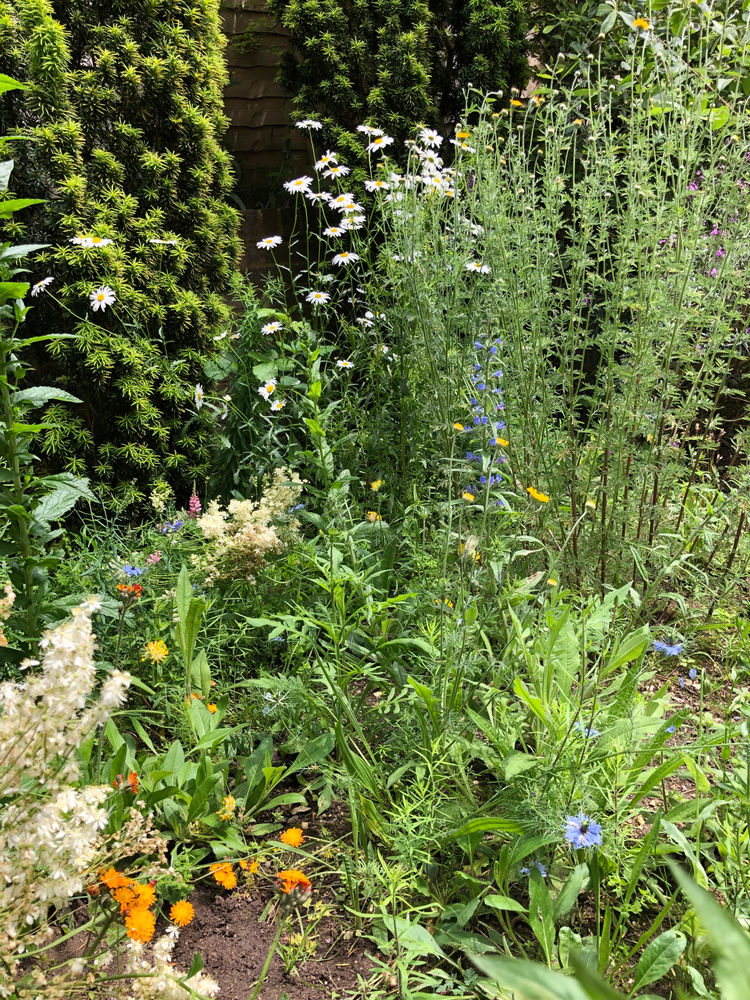 Create your Own Wild Flower Patch
