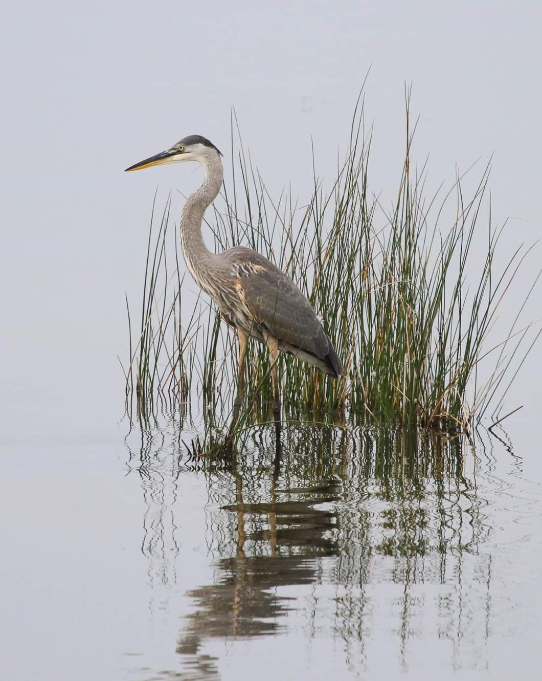 Paint-Along Workshop With Catherine Hamill- Great Heron | Dare Arts