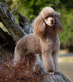 mini poodle brown