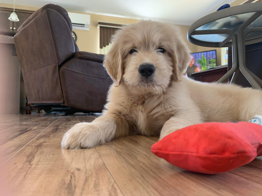Little Doodles Kennel | goldendoodle breeder | Bouctouche Sud, NB, Canada