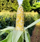 Timber Hill Farm | barn wedding venue
