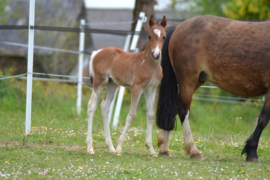 Poulains 2017 | elevagedelphen