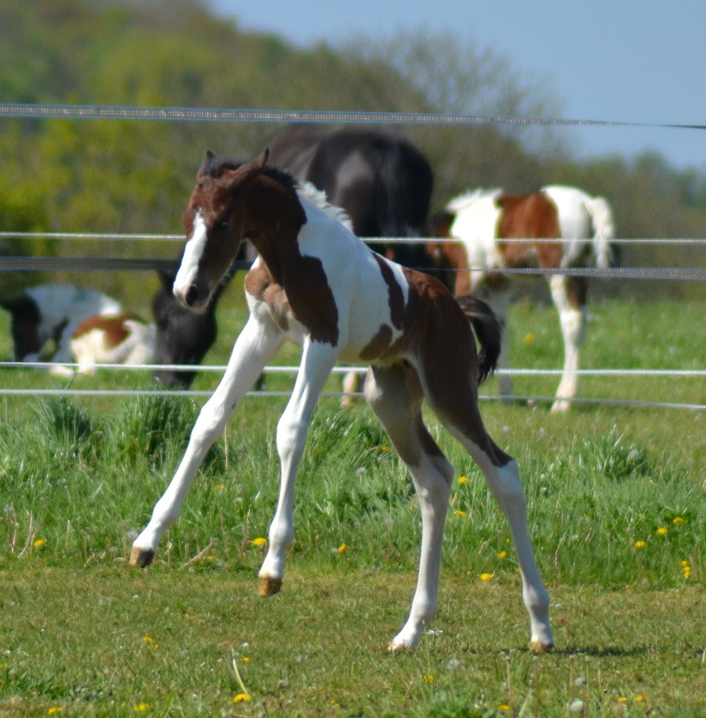 Poulains 2017 | elevagedelphen