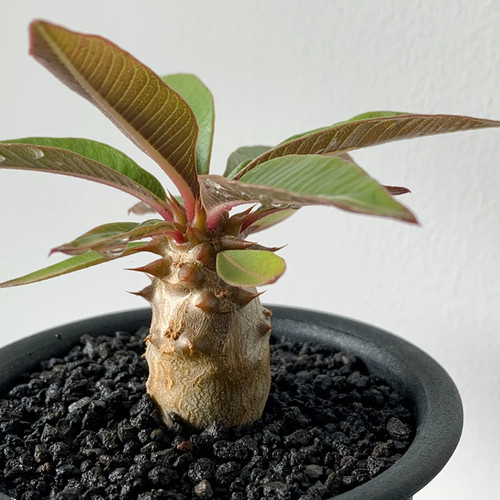 パキポディウム バロニー #11 | BIZARRE GREEN