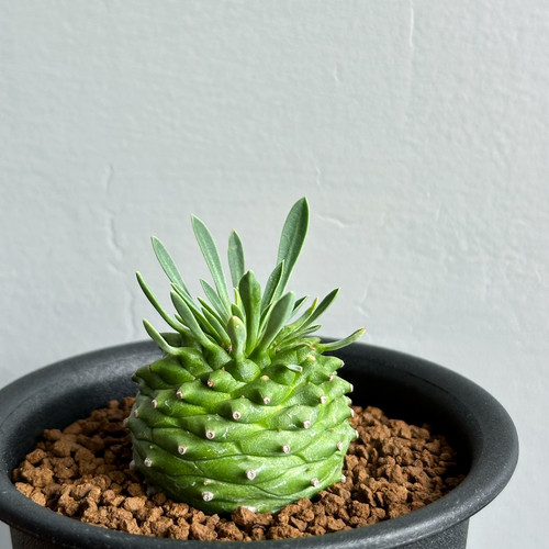 ユーフォルビア オベサ鉄甲 #02 | BIZARRE GREEN