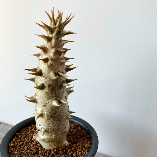 パキポディウム バロニー #08 | BIZARRE GREEN