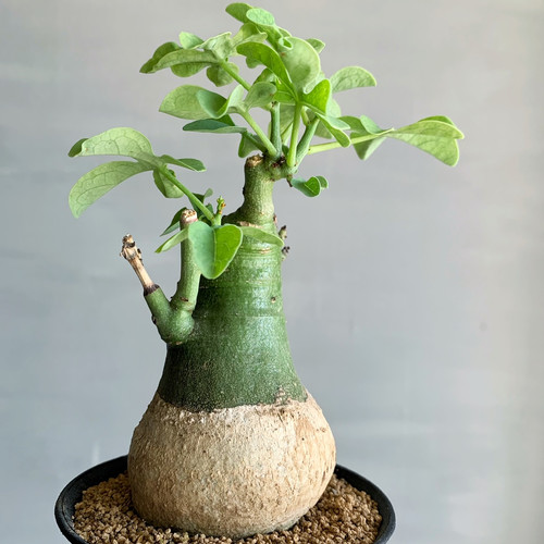 アデニア グラウカ#04 | BIZARRE GREEN