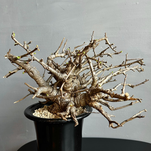 ボスウェリア ネグレクタ ＃G3 | BIZARRE GREEN