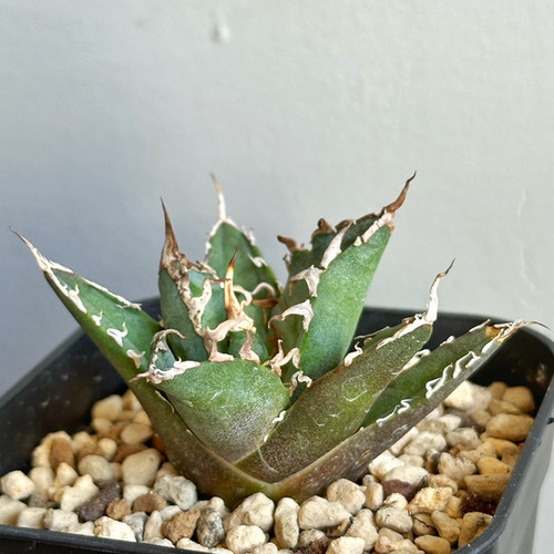 アガベ チタノタ シーザー #05 | BIZARRE GREEN