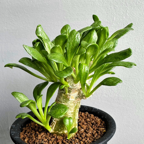 チレコドン グランディフロールス #02 | BIZARRE GREEN