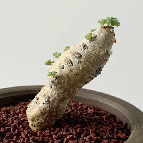 モンソニア・ペニクリナ＃G2 | BIZARRE GREEN