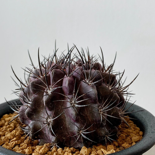 ネオチレニア・レシドゥア＃01 | BIZARRE GREEN