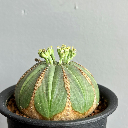 ユーフォルビア オベサ #82 | BIZARRE GREEN