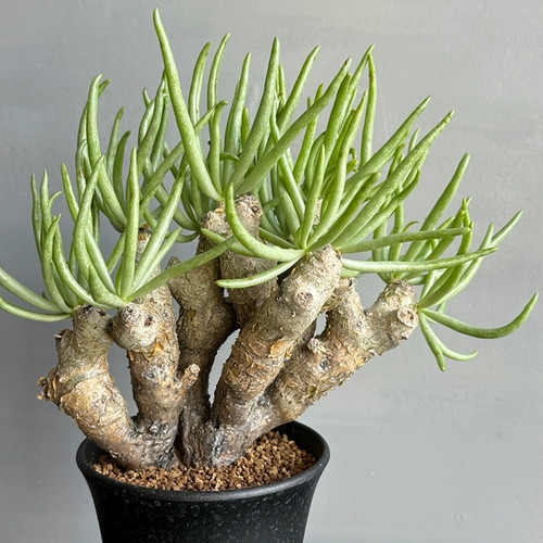 チレコドン ルブロベノーサス #G3 | BIZARRE GREEN