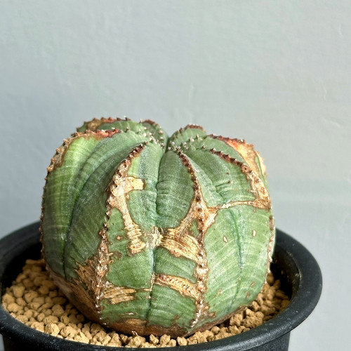 ユーフォルビア オベサ #84 | BIZARRE GREEN