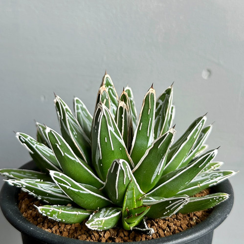 アガベ 笹の雪 #09 | BIZARRE GREEN