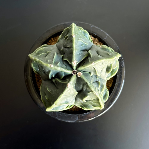 アストロフィツム 複隆碧瑠璃鸞鳳玉 #02 | BIZARRE GREEN