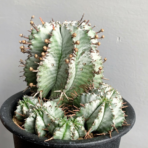 ユーフォルビア ホリダ #09 | BIZARRE GREEN