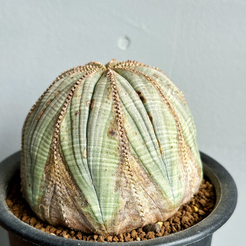 ユーフォルビア オベサ #70 | BIZARRE GREEN