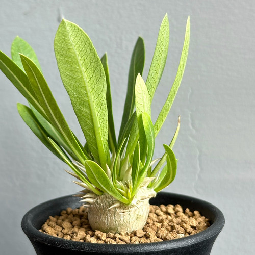 パキポディウム デンシカウレ（恵比寿大黒）＃74 | BIZARRE GREEN