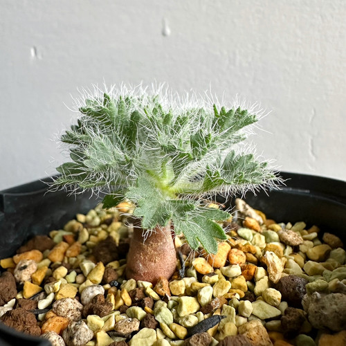 ぺラルゴニウム カロリヘンリキ #11 | BIZARRE GREEN