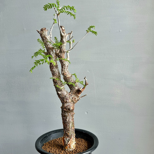 コミフォラ モンストローサ ＃G2 | BIZARRE GREEN