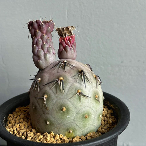 テフロカクタス ゲオメトリクス #08 | BIZARRE GREEN