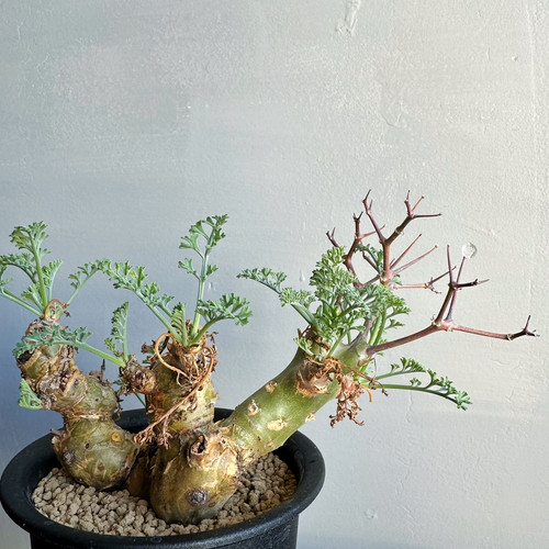 ペラルゴニウム・クリズミフォリウム＃03 | BIZARRE GREEN