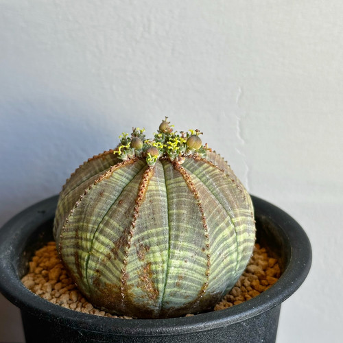 ユーフォルビア オベサ #102 | BIZARRE GREEN