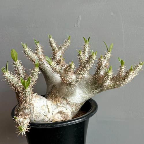 パキポディウム マカイエンセ #G6 | BIZARRE GREEN