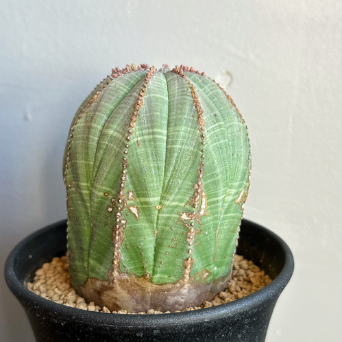 ユーフォルビア オベサ #92 | BIZARRE GREEN