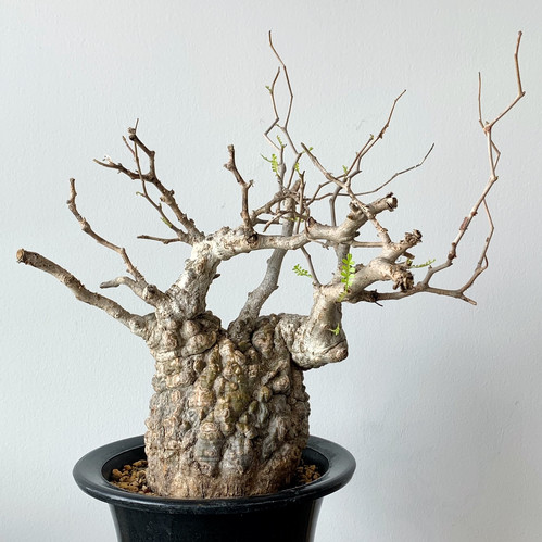 オペルクリカリア パキプス #08 | BIZARRE GREEN