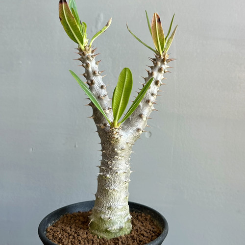 パキポディウム ドラケイ #02 | BIZARRE GREEN