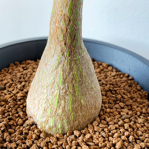 ボンバックス エリプチカム #03 | BIZARRE GREEN