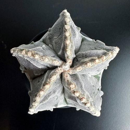 アストロフィツム 複隆鸞鳳玉 #05 | BIZARRE GREEN